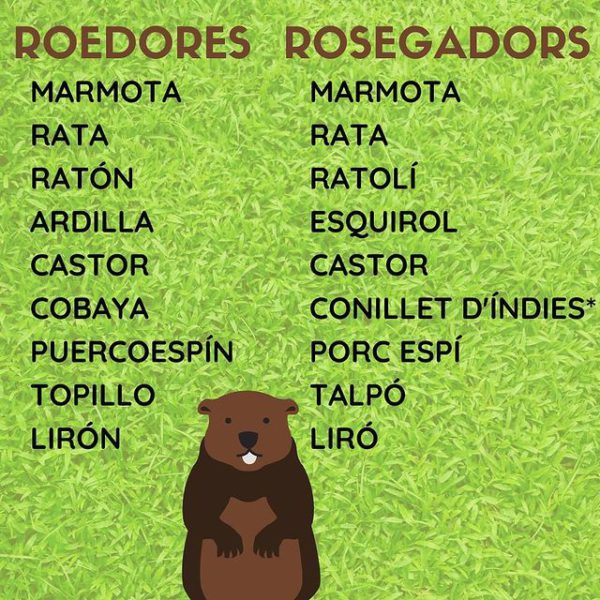 Els animals – Aula de català
